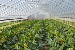 Naber Produce Farm LLC - Fresh Produce From Our Fields To Your Table